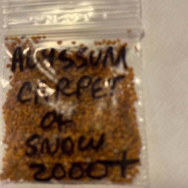 Sweet Alyssum Carpet of Snow Flower Seeds 2000+ White Aroma Annual USA ...