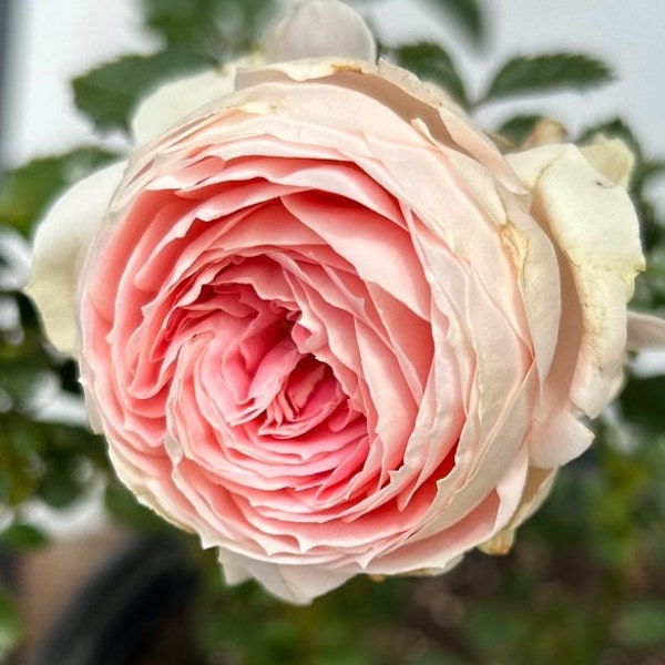 Rose【pompon Veranda】-1.5 Gal+ Ownroot Liveplant |门廊绒球 ポーチフルムーンローズ ...