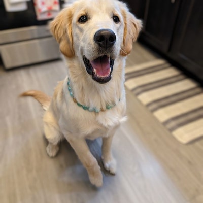 Bubblegum, Breakaway Collar, Breakaway Cat Collar, Breakaway Dog Collar ...