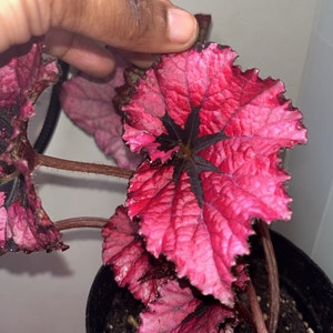 Jurassic™ Rex Begonia 'watermelon' - Etsy