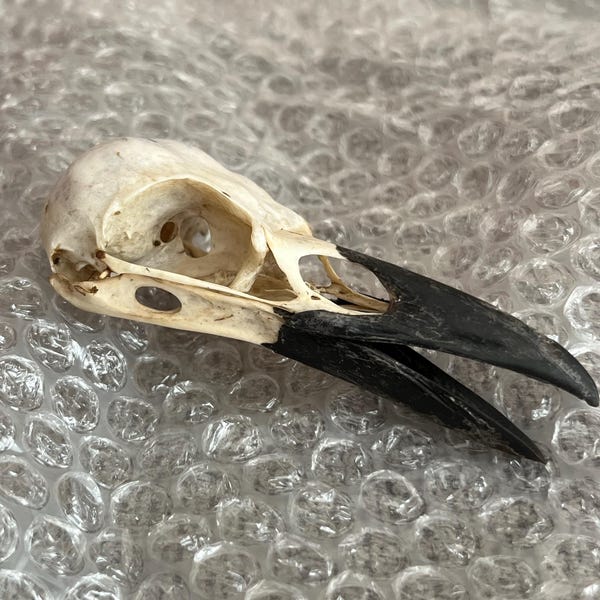 Crow Skull Real Natural Corvus Carone Raven Corvid Taxidermy Gothic ...