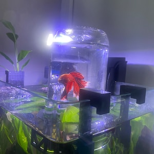 Inverted Betta Tank Holder, Panoramic View for Betta Fish, 360 View for ...