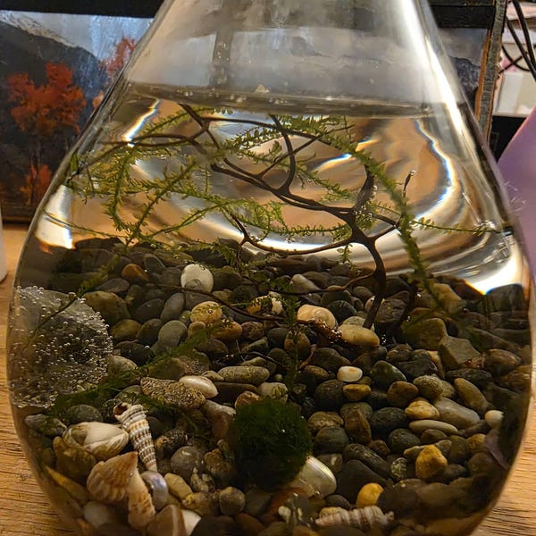 Set of 3 - Teo Mini Crystal Ball Terrarium Kit Home Office Desk ...