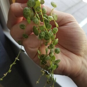 Peperomia Prostrata Turtles on a String Cuttings | Etsy