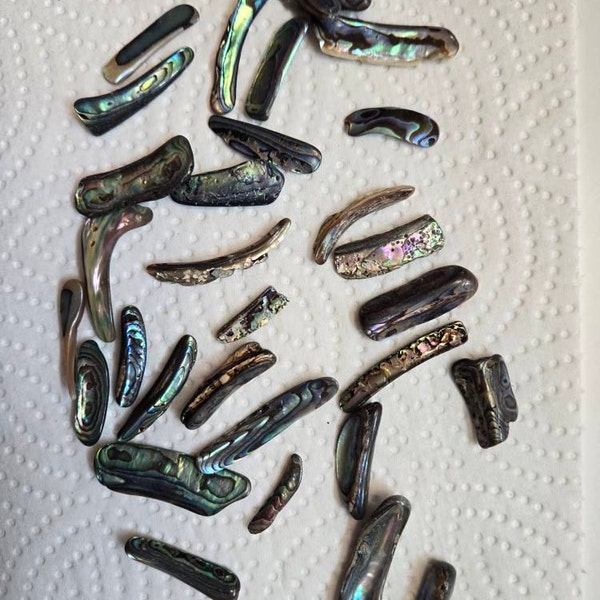 White Screw Shells 3-8cm Unicorn Horns Spiral Shell Beach Wedding ...