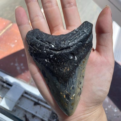 Megalodon Tooth 3.65 Inches. Real Fossil Megalodon Shark Tooth ...