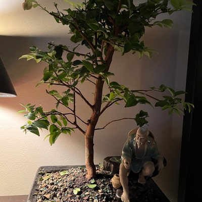 Men's Watch Mreurio Quartz Movement 20 Genuine Leather Band Strap Brown ...