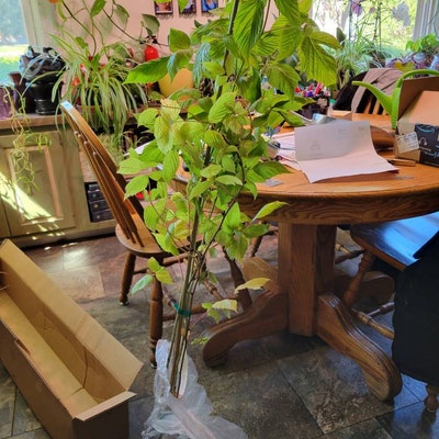 Black Monukka Seedless Grape Live Potted Grape Plant 1-2 - Etsy