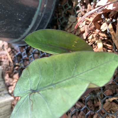 Black Magic Elephant Ear Plant Colocasia Esculenta Bulb, Rhizome, Tuber ...