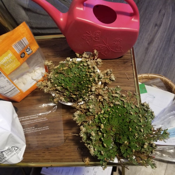 Resurrection Plant | Jericho Flower | Rose of Jericho | Resurrection ...