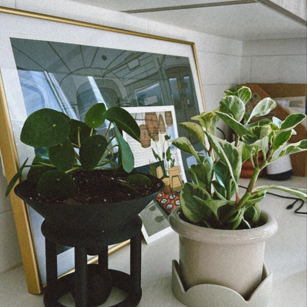 The FUNNEL Planter With Stand and Water Catch for Indoor House Plants ...