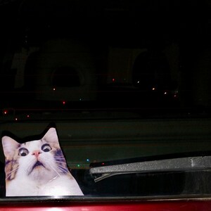 Scaredy Cat Sticker Cat Sticker Cat Kitty Cat Gift Kitty - Etsy