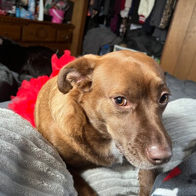 Dog Tutu-various Color Options XS-XXXL. Durable Dog Tutu, Designed for ...