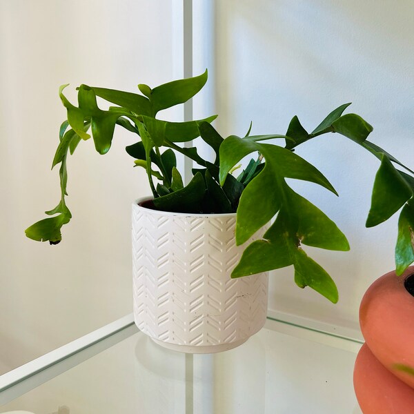 Sharktooth Fern, 4 Inch, Selenicereus Chrysocardium - Etsy