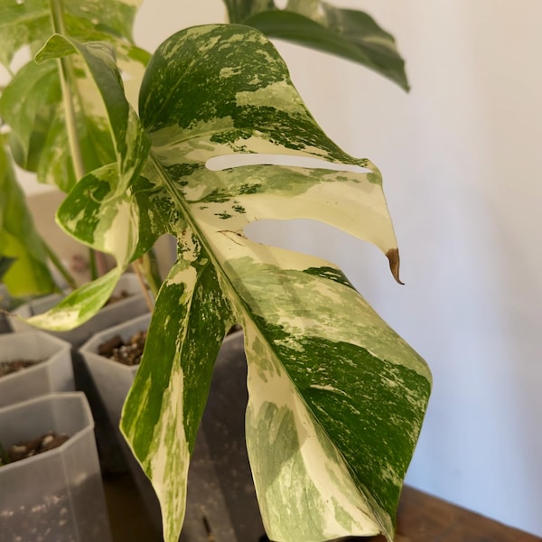 Monstera Marble White Tiger Variegated Rare Ornamental Plant - Etsy