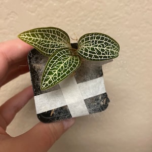 Ludochilus Sea Turtles Jewel Orchid - Etsy