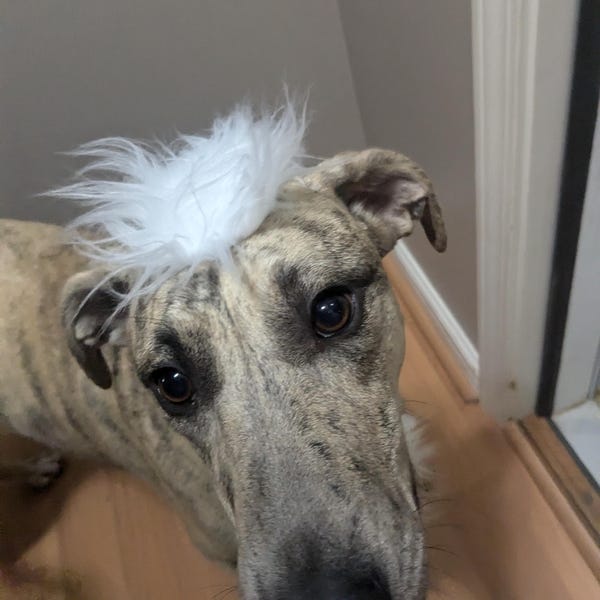Dog Mohawk Size Large - Etsy