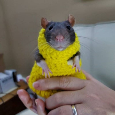 Rat Sweater Cozy Sweater Pet Sweater Red Heart Yarn New Colors Updated ...