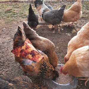 Mermaid Chicken Tutu | Etsy