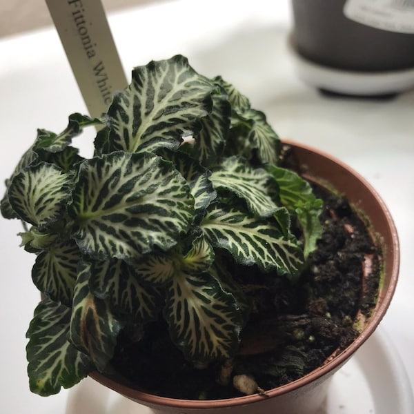 Fittonia White Tiger. Easy to Grow House Plant. Rooted Plants Shipped ...