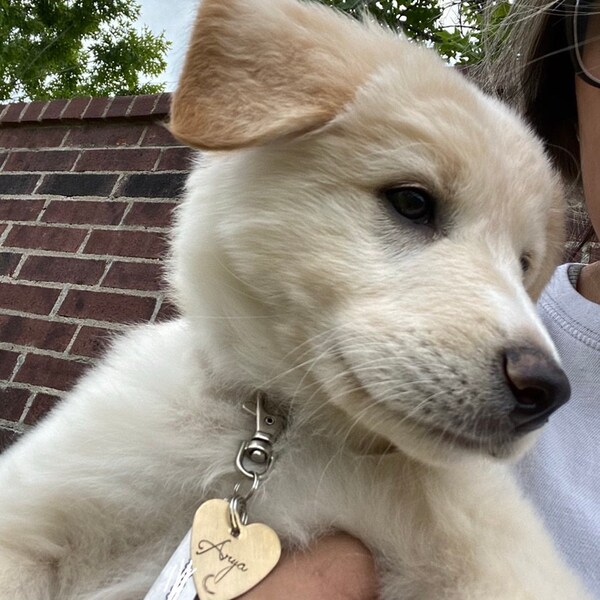 Pet ID Tag for Dogs, Dog Tag, Funny Pet Tags, Cute Pet ID Tags, Dog ...