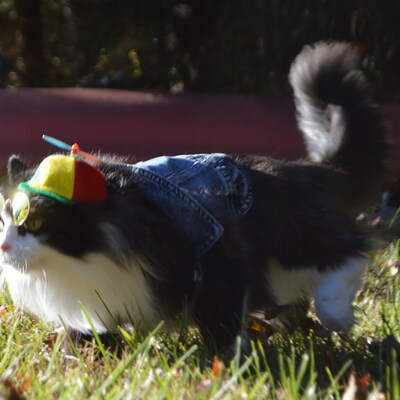 Beanie Hat / Propeller Helicopter Hat for Cat Dog Small Pet Hedgehog ...