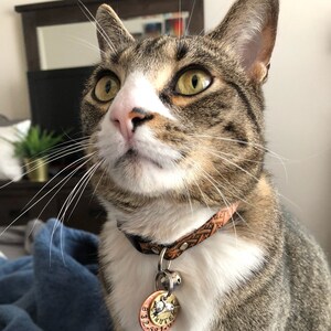 Cat Tag//personalized Cat Tag//cat Name Tag//pet ID //custom Pet Id Tag ...