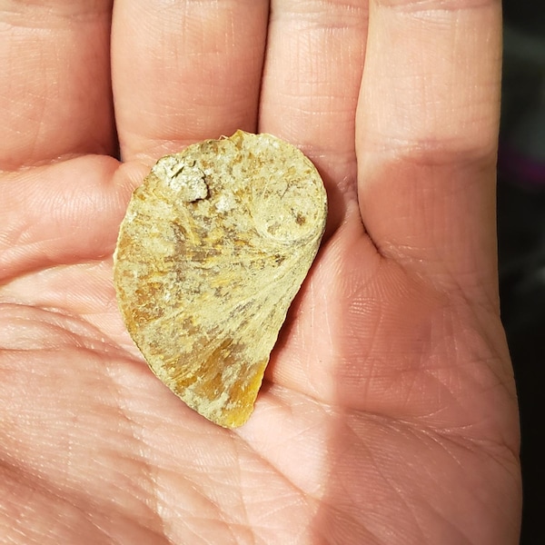 Onycha-operculum Hard - Operculum Shells, Sea Shells, Devils Nails ...