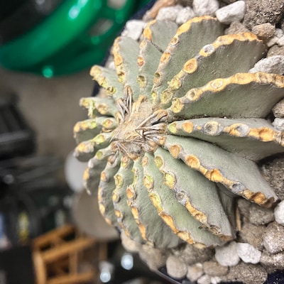 2 aztekium Hintonii - Etsy