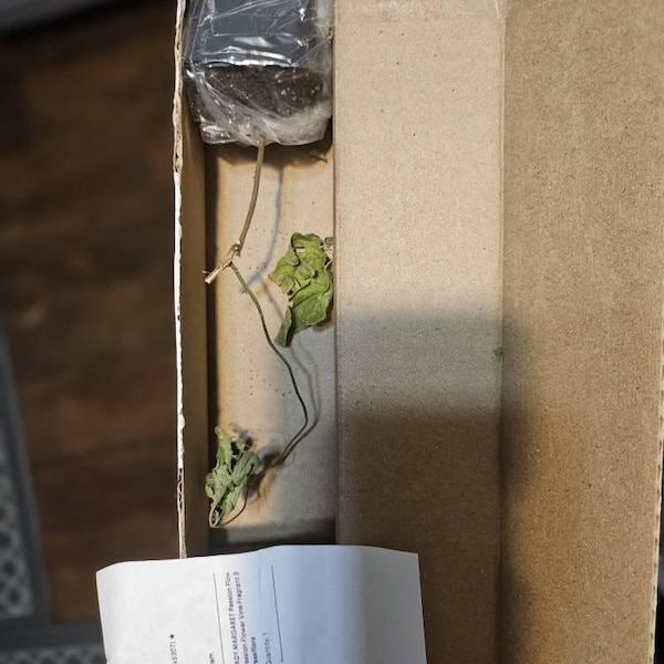 Royal Intenz Magnifica Medinilla Plant~~live Well Rooted Starter Plant ...