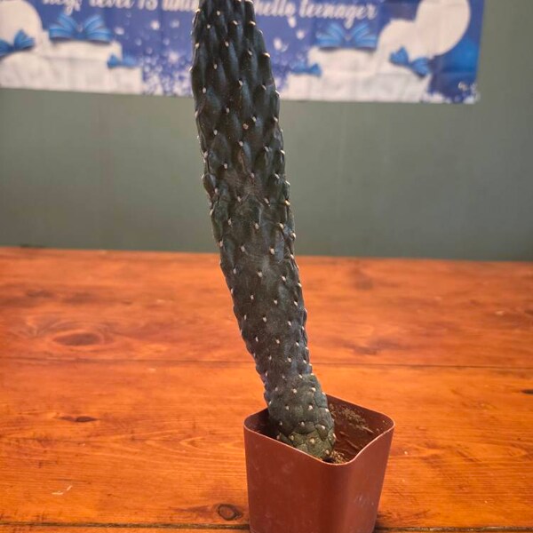 Fire Stick Cactus | 6 Inch | Sticks on Fire Cactus | Tirucalli | Live ...