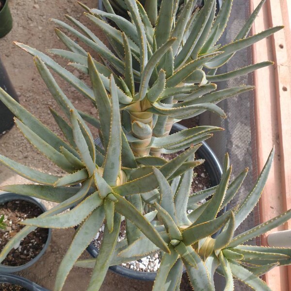 Specimen 5g Aloe Esculenta,rarely Seen Aloe of Angola. Gorgeous ...