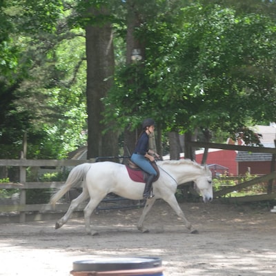 Lariat Liberty Horse Sliding Neck Ring Cordeo for Bridleless Riding ...