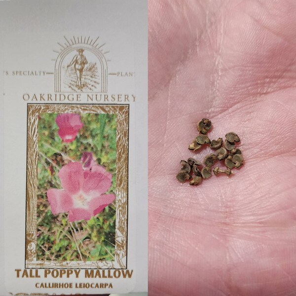 Texas Blue Yucca Seeds (yucca Pallida) Native Endemic Pale Yucca, Pale ...