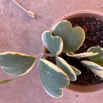 Tylecodon Paniculatus Bonsai Tree Cactus Plant Succulent-easy to Grow ...