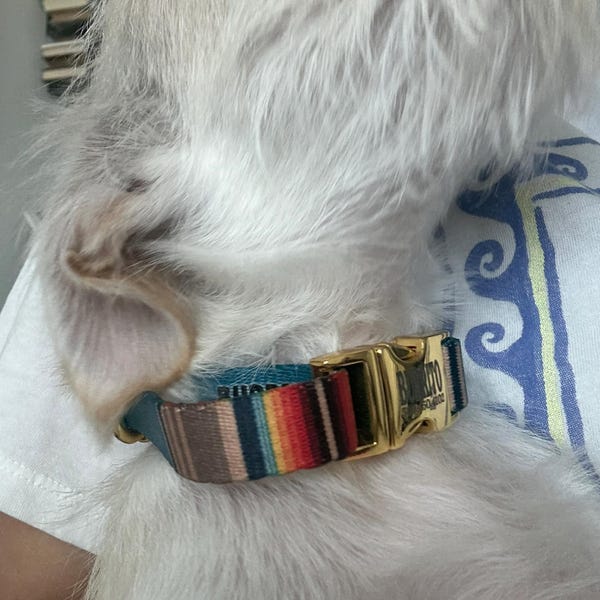 Personalized Dog Collars Boy Dog Collars, Custom Dog Collar With Name ...