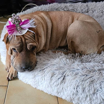 Pink Color Wig /pet Wig for Dog or Cat /halloween Pet Wig /halloween ...