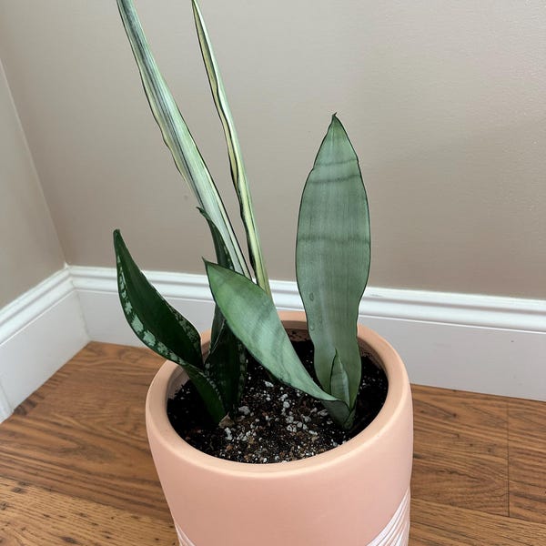 Cheiridopsis Rostrata Shown in a 2 Pot, Mesemb, 3386 - Etsy