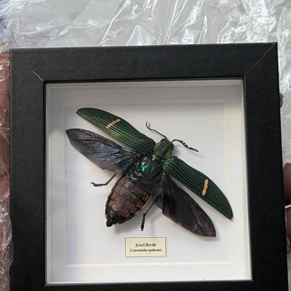 Cicada.tacua Speciosa Real Specimen - Etsy