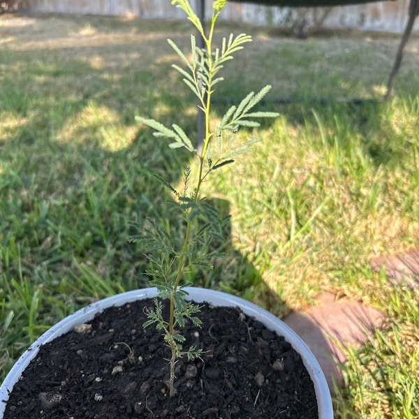 Texas Ebony, Native Texas Tree Seeds and Seedlings: Ebenopsis Ebano ...