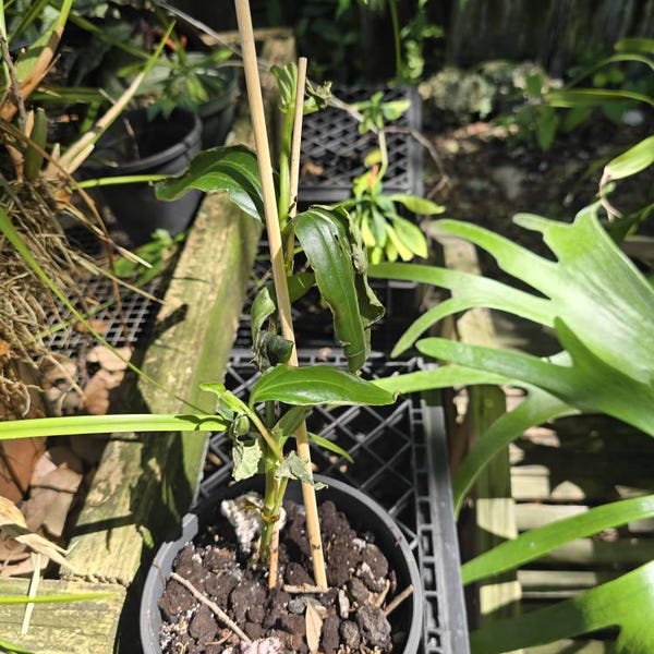 Athens Blue Princess Glory Bush Plant~~tibouchina Urvilleana~small ...