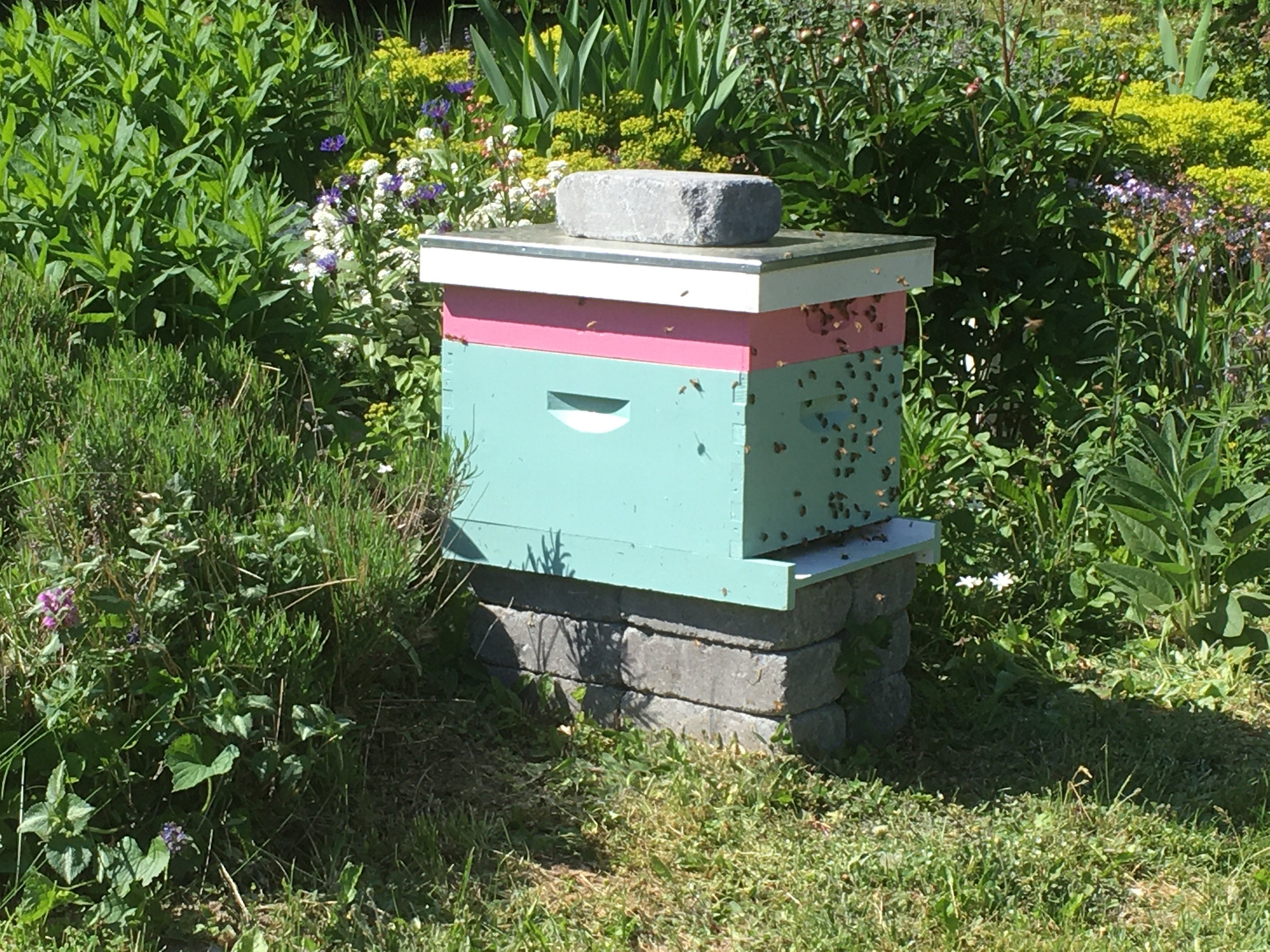 Bee Hive Top Feeder Wfloats Assembled Available In 8 And 10 Frame