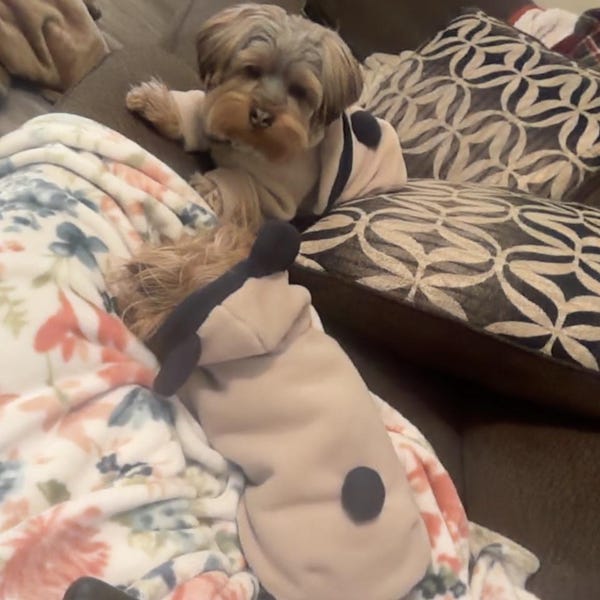 Dog Snuggle Bed Sewing Pattern and Tutorial PDF Dog Sleeping Sack Dog ...