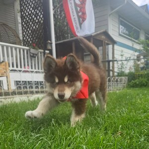FALLOUT Dog Bandana - Etsy