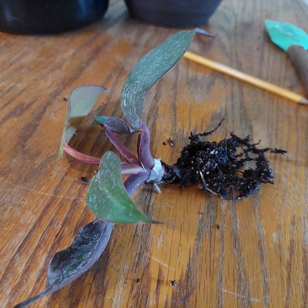 Live Angel Wing Begonia medora Starter Plant USA SELLER - Etsy