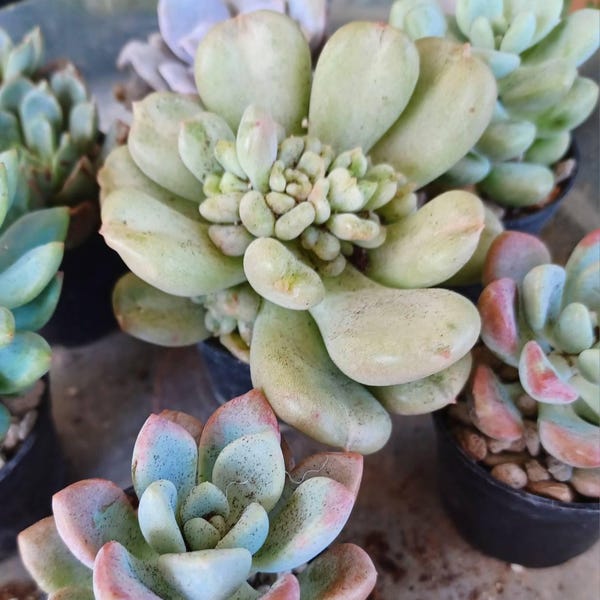 4'' Echeveria Suyon by THE SUCCULENT KISS - Etsy