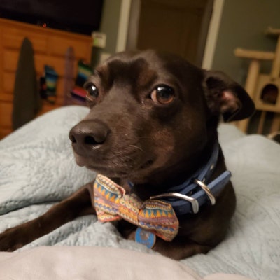 Dog Tag Lifetime Warranty Dog ID Tag Pet Tag Dog Tags Custom stainless ...