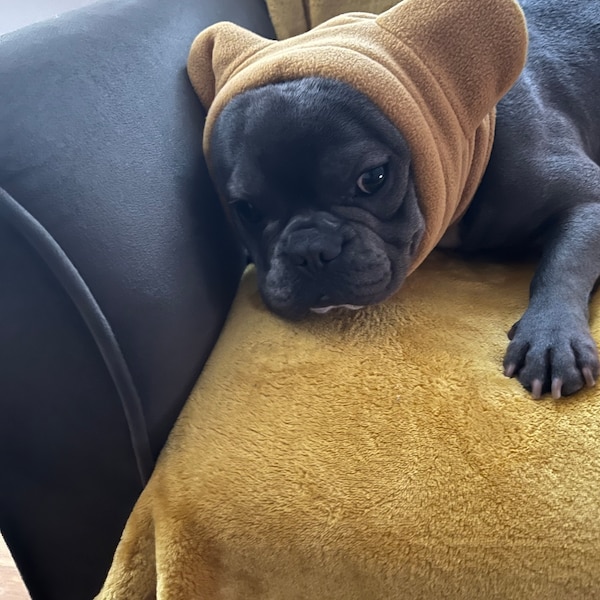 Frenchiestore Organic Dog Frenchie Ear Warmers | Fawn Frenchie - Etsy