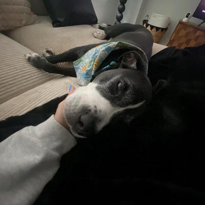 Orange and White Checkered Dog Collar, Martingale or Flat Collar, Dog ...