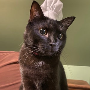 Chef Hat for Cats - Etsy
